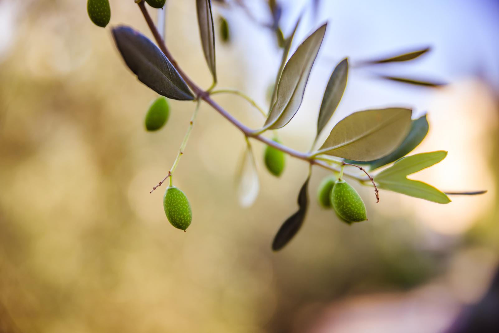 Family Visit to a Traditional Olive Oil Farm in Crete