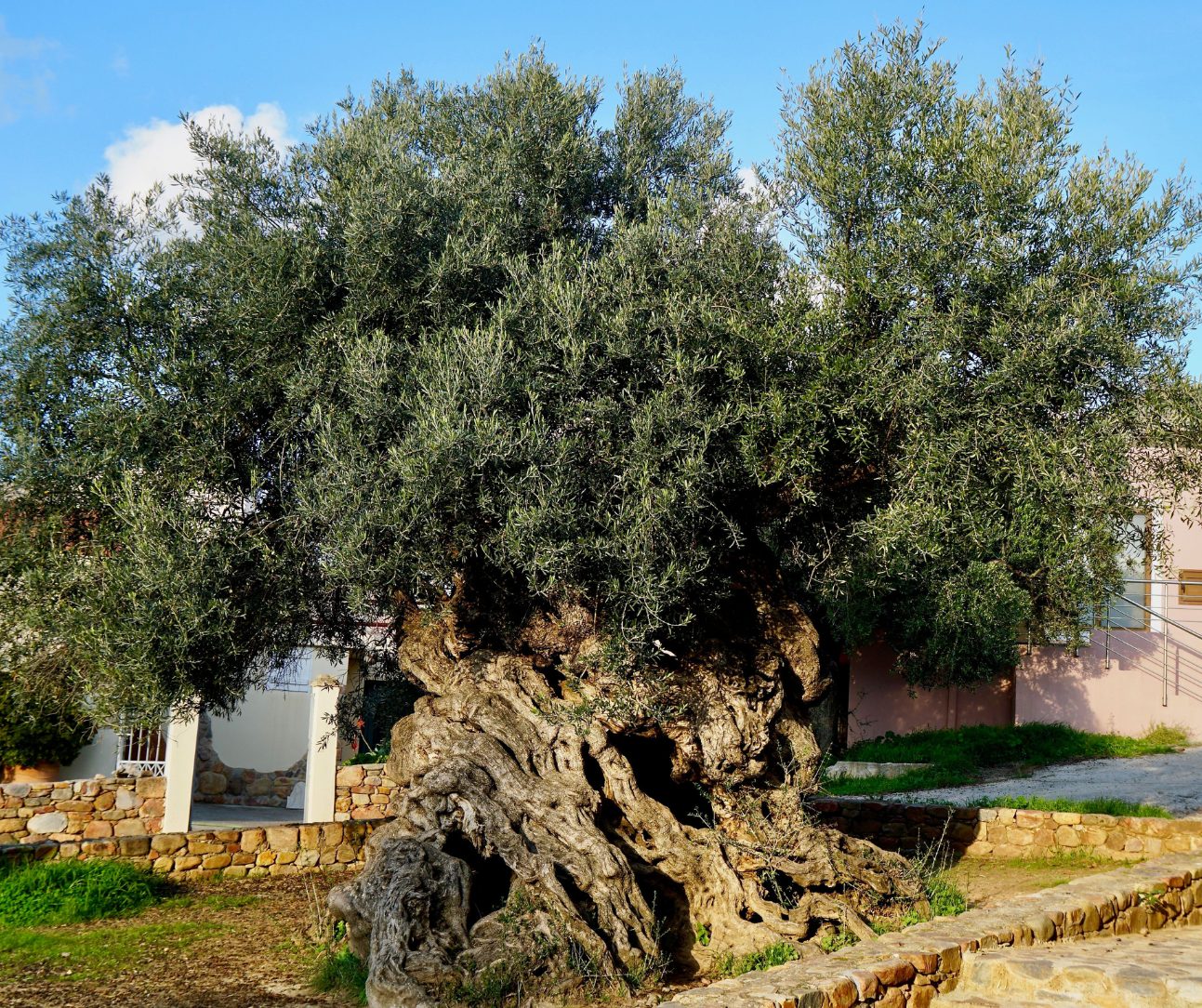 Live Virtual Field Trip to Crete for Kids