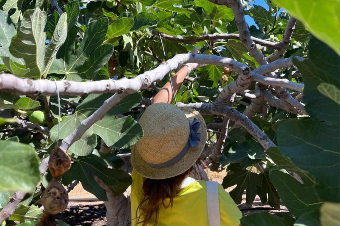 A Day in an Orchard: Fig Delights, Picnic, and Family Fun
